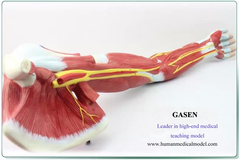 Arm Muscle Anatomy Model