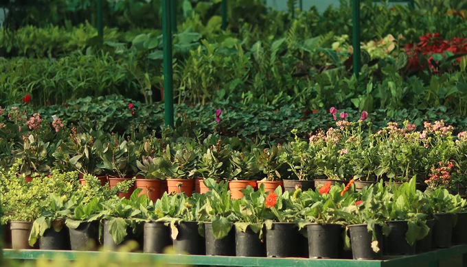 Best Flower Nursery In India | Best Flower Site