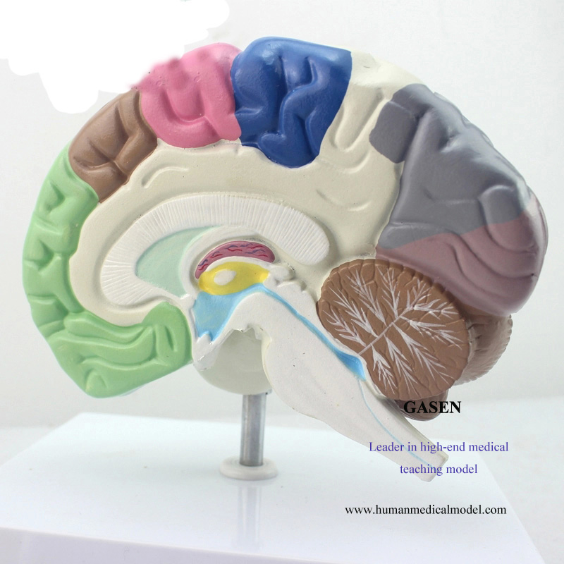 Telencephalon Anatomy