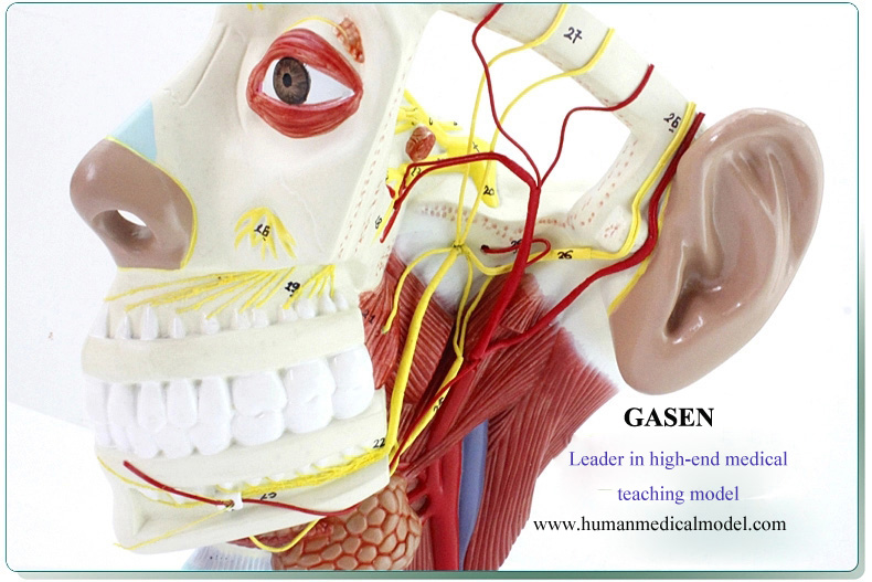 Cranial Nerves Model Labeled