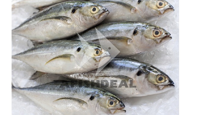 Horse Mackerel Fish