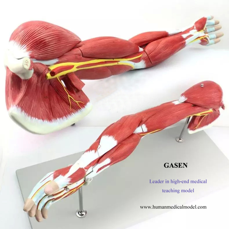 Upper Limb Muscles Model